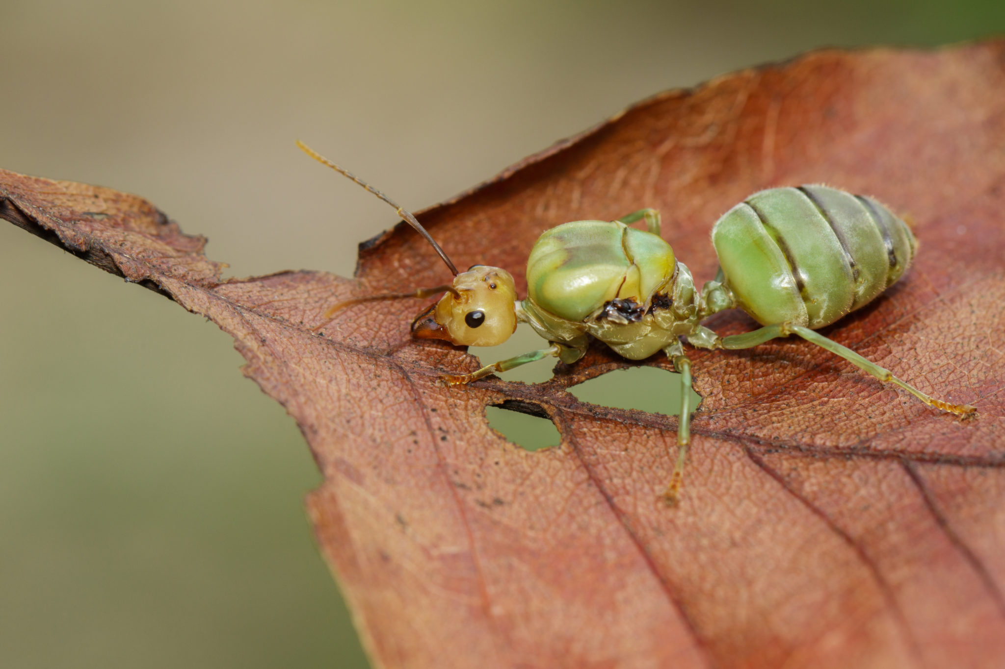 Oecophylla smaragdina – MyrmeLuna