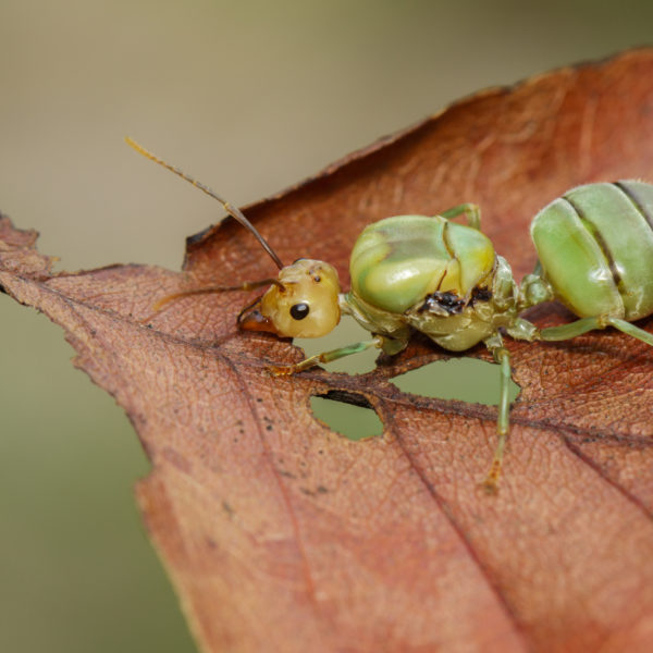 Gatunki mrówek – MyrmeLuna