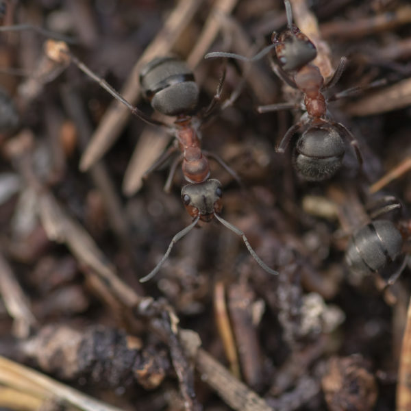 Gatunki mrówek – MyrmeLuna