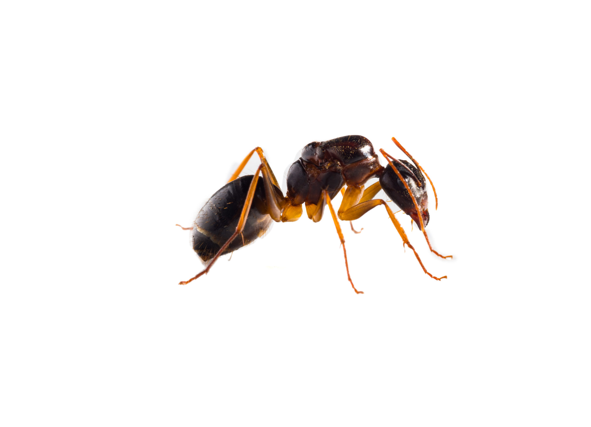 Lasius Chthonolasius – MyrmeLuna